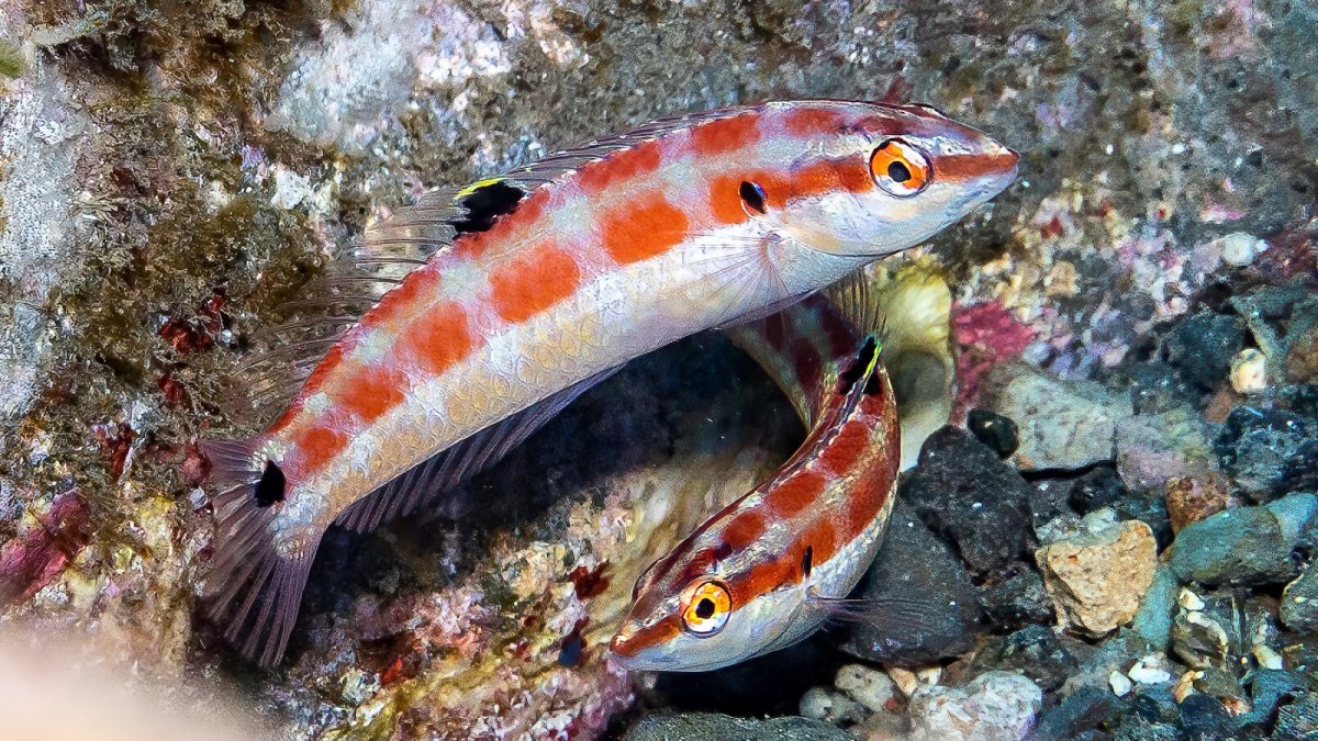 Halichoeres sanchezi: New species of tropical fish discovered – NBC 7 ...