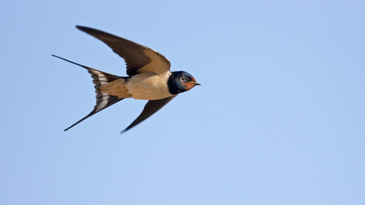 Swallow-themed celebrations take wing in San Juan Capistrano – NBC 7 ...