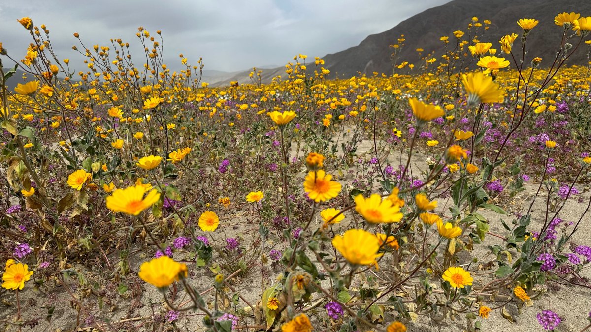 Wildflowers are blooming in San Diego County’s Anza-Borrego Desert ...