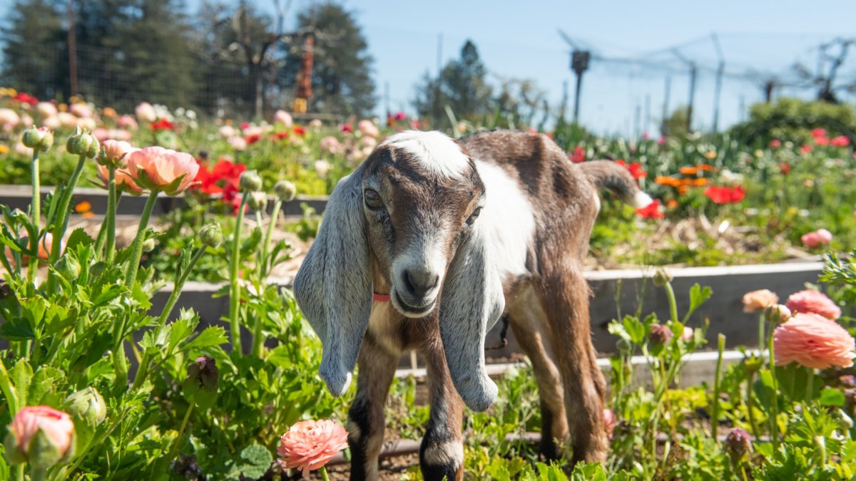 Coo over precious ‘Barnyard Babies’ on this Sonoma County Farm Trails ...