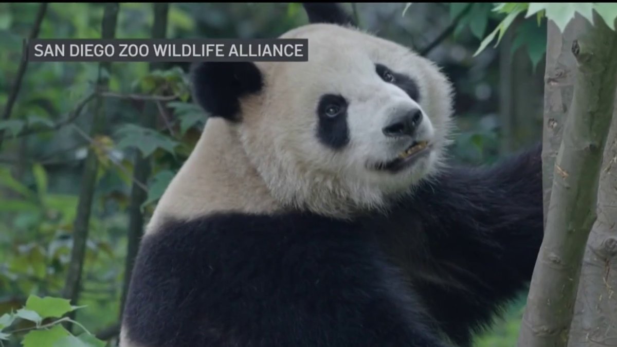 Meet the pair of giant pandas coming to the San Diego Zoo from China – NBC 7 San Diego