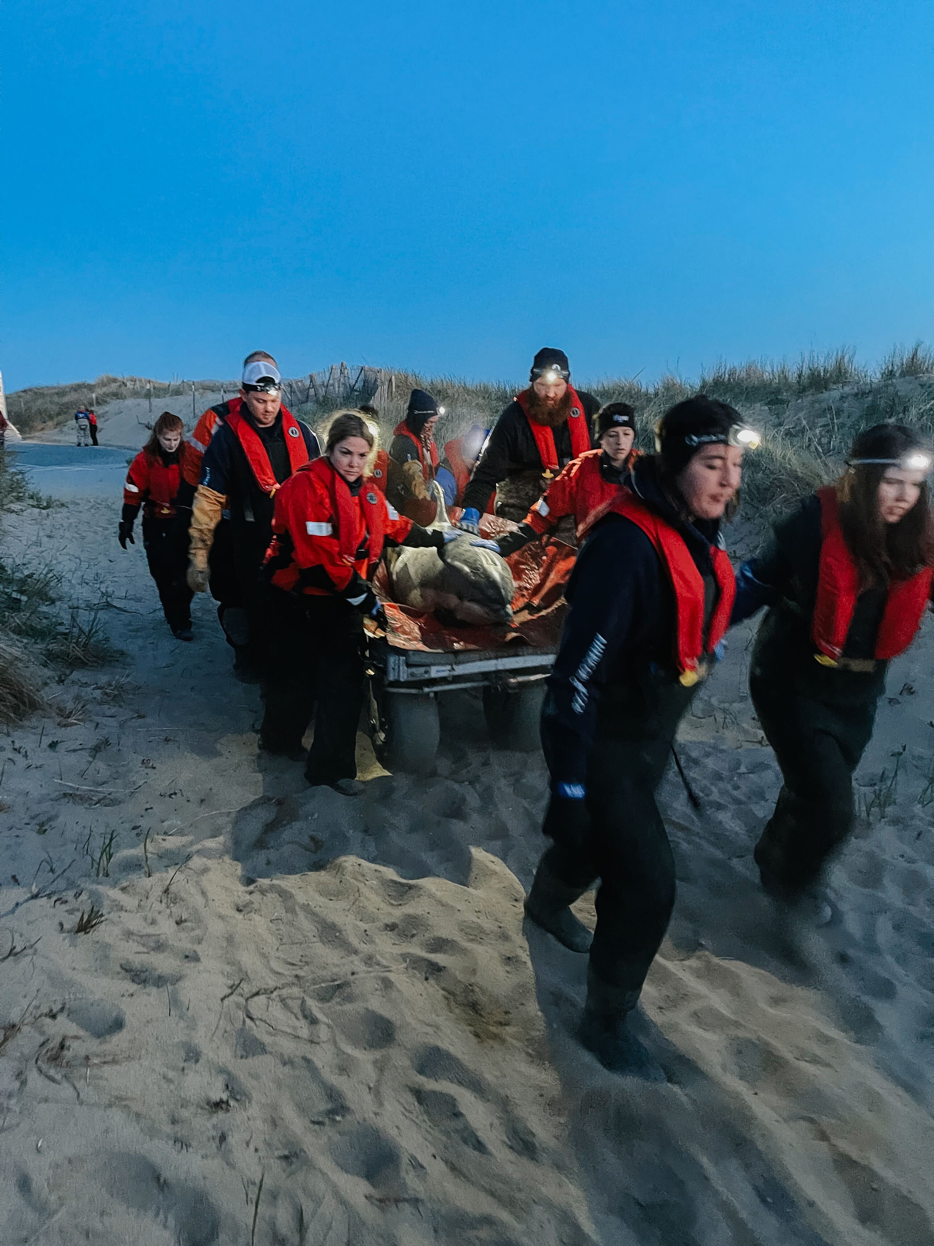 Cape Cod dolphin rescue at Wellfleet, MA: Details, photos – NBC 7 San Diego