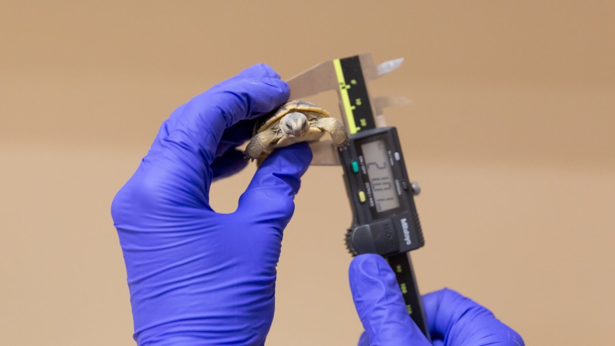 Happy Earth Day: Dozens of tiny endangered tortoises find fresh starts ...