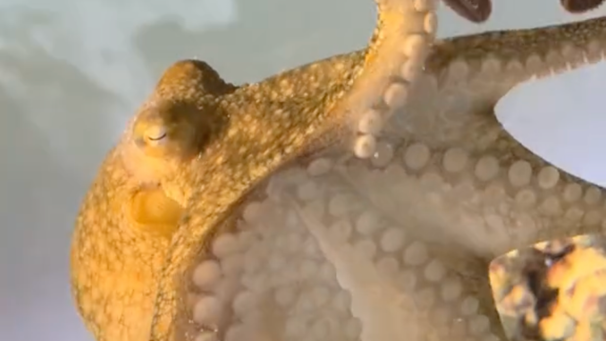 Oklahoma family’s pet octopus births 50 babies – NBC 7 San Diego