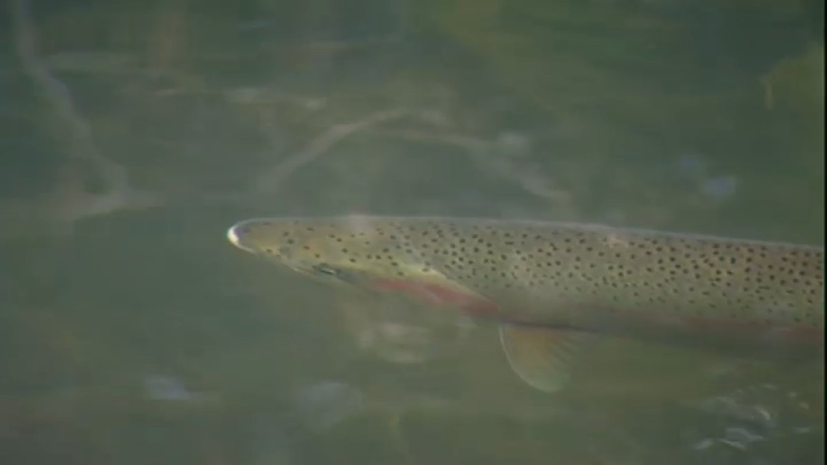 Steelhead trout listed as endangered in California – NBC 7 San Diego