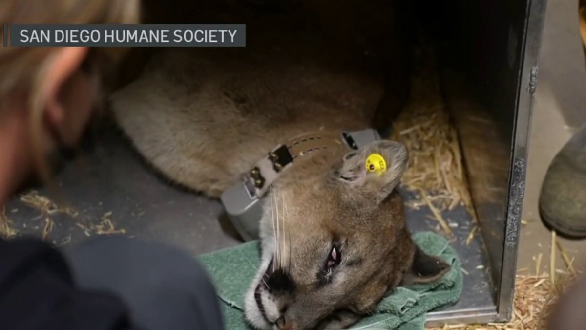 Mountain lion hit by car returns to wild after recovering at Ramona ...