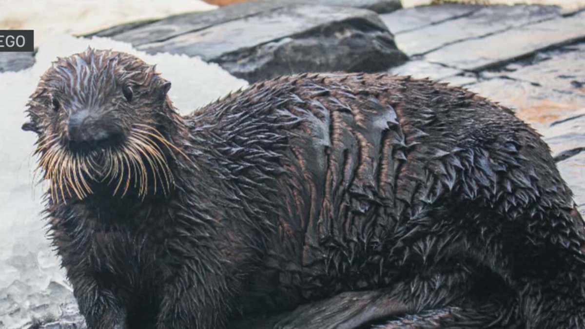 Rescued sea otter pup is new ambassador at SeaWorld San Diego – NBC 7 ...