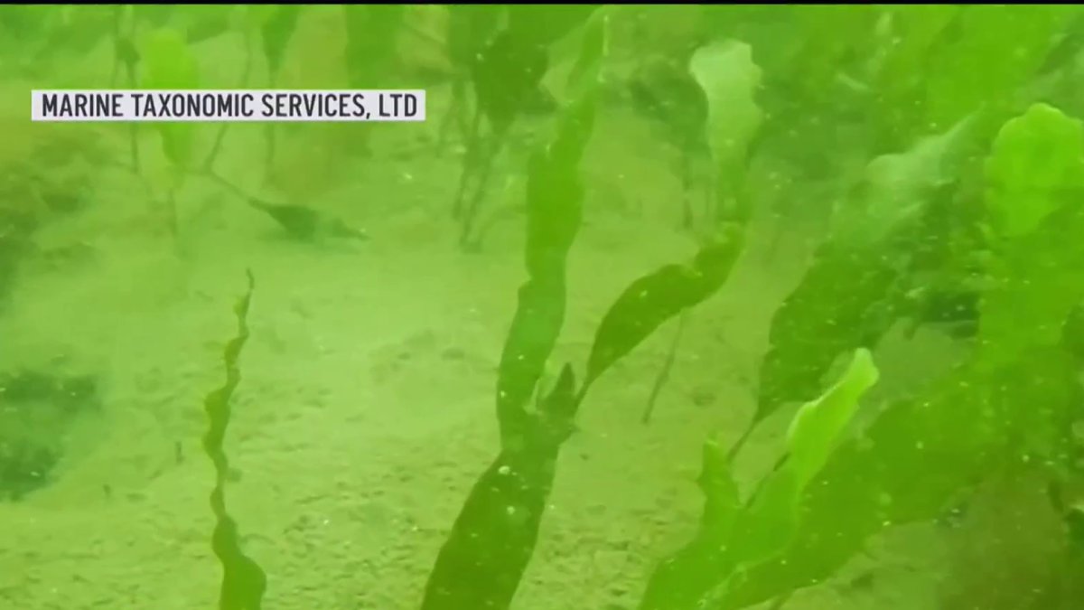 $1M+ allocated to tackle invasive seaweed species in Coronado Cays ...