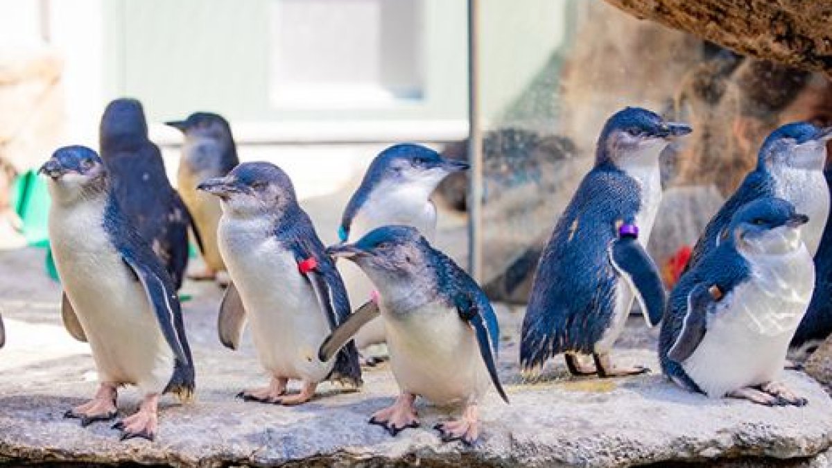 Birch Aquarium has the blues: Five Little Blue Penguins hatch this ...