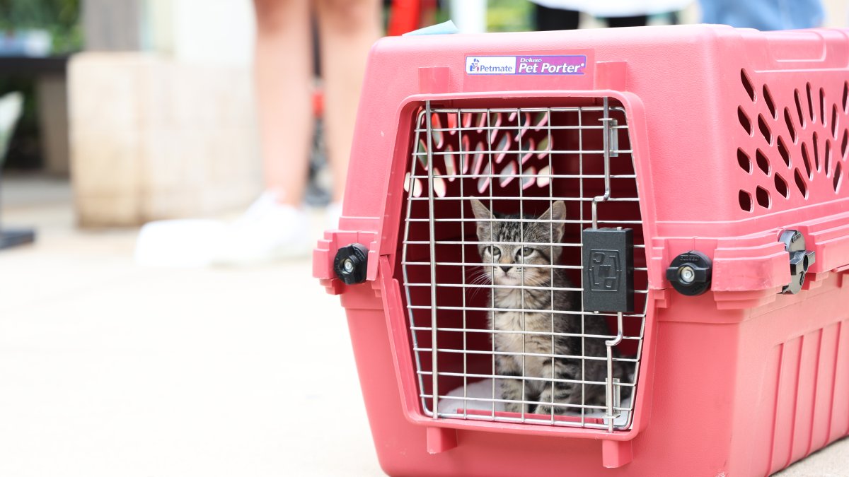 California Adopt-a-Pet-Day 2024: Free animal adoptions in San Diego ...