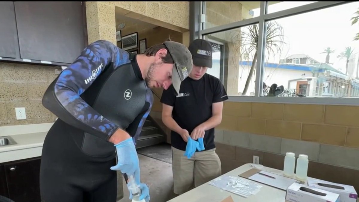 Shark scientists using new DNA technology to track white sharks in San ...