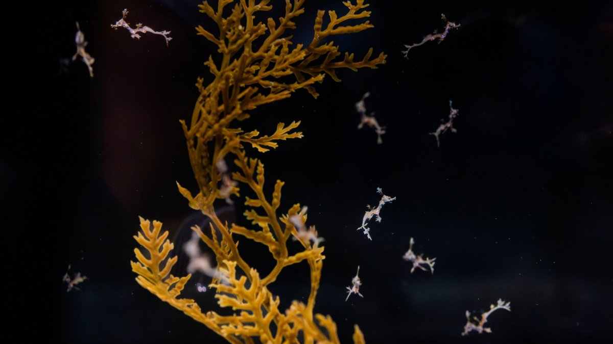 Dozens of baby dragons — make that Weedy Seadragons — just hatched at ...