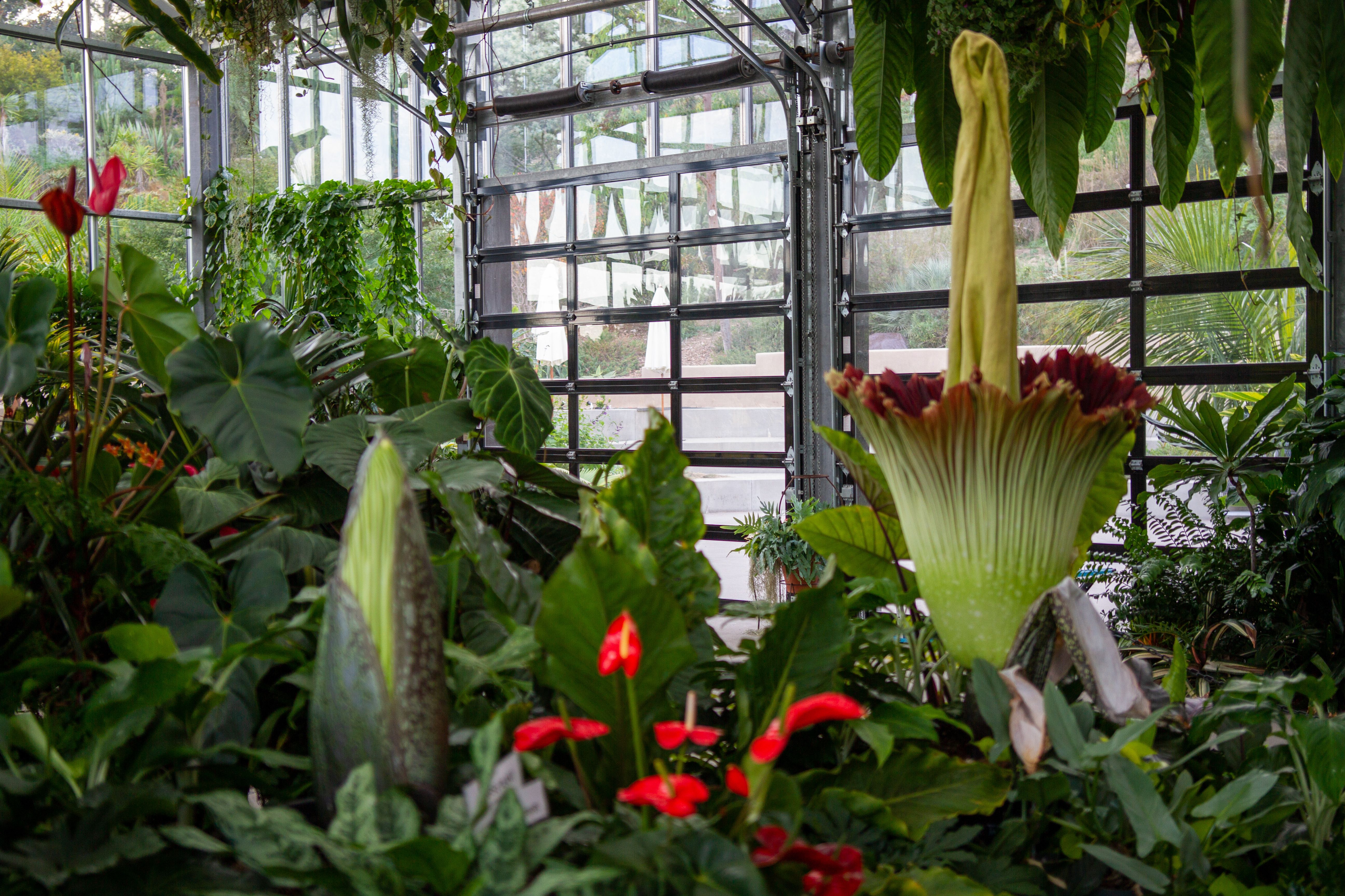 Stinkin’ good news: corpse flower blooming at San Diego Botanic Garden ...