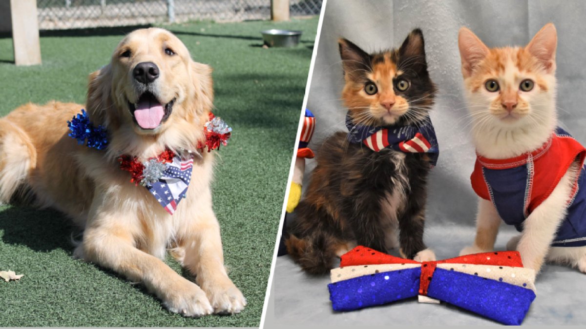 Helen Woodward Animal Center offering discounted adoptions to military ...