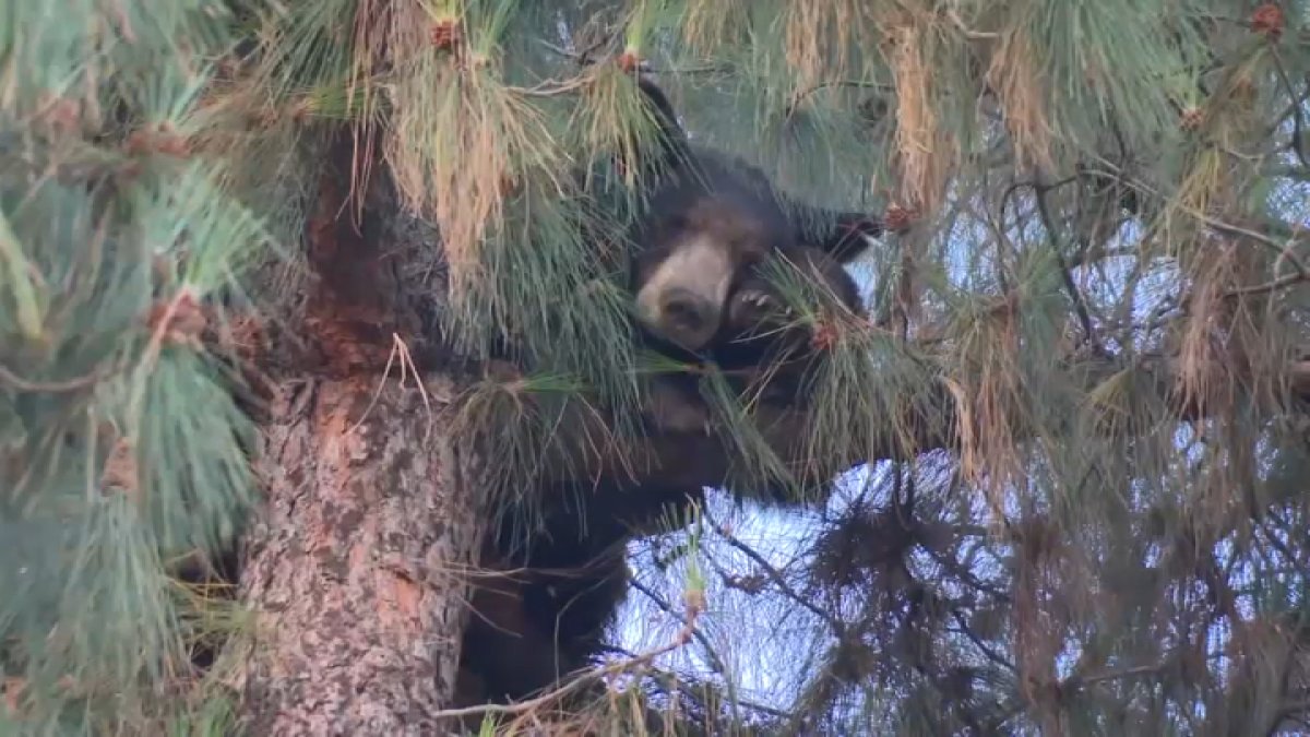 ‘Fast and furry-ous;’ Tracking California’s bears using GPS technology ...