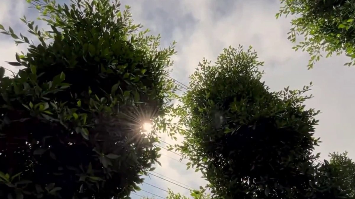 San Diego nonprofit plants trees to provide shade, helping with summer ...