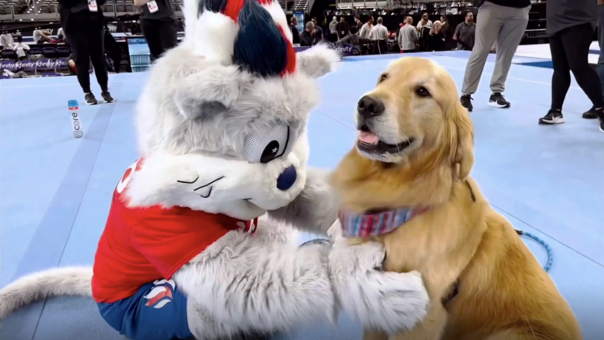 Meet Team USA’s MVP — most valuable pup, Beacon the therapy dog – NBC 7 ...