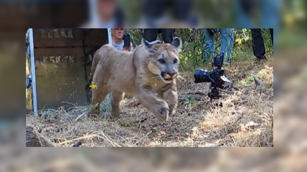 Young mountain lion hit by car in Ramona returns to wild in Ventura ...