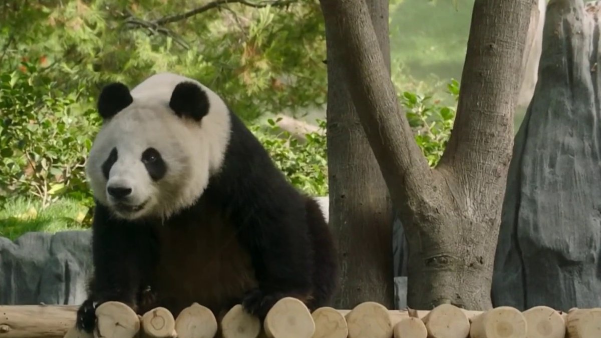 San Diego Zoo activates the Giant Panda Cam – NBC 7 San Diego