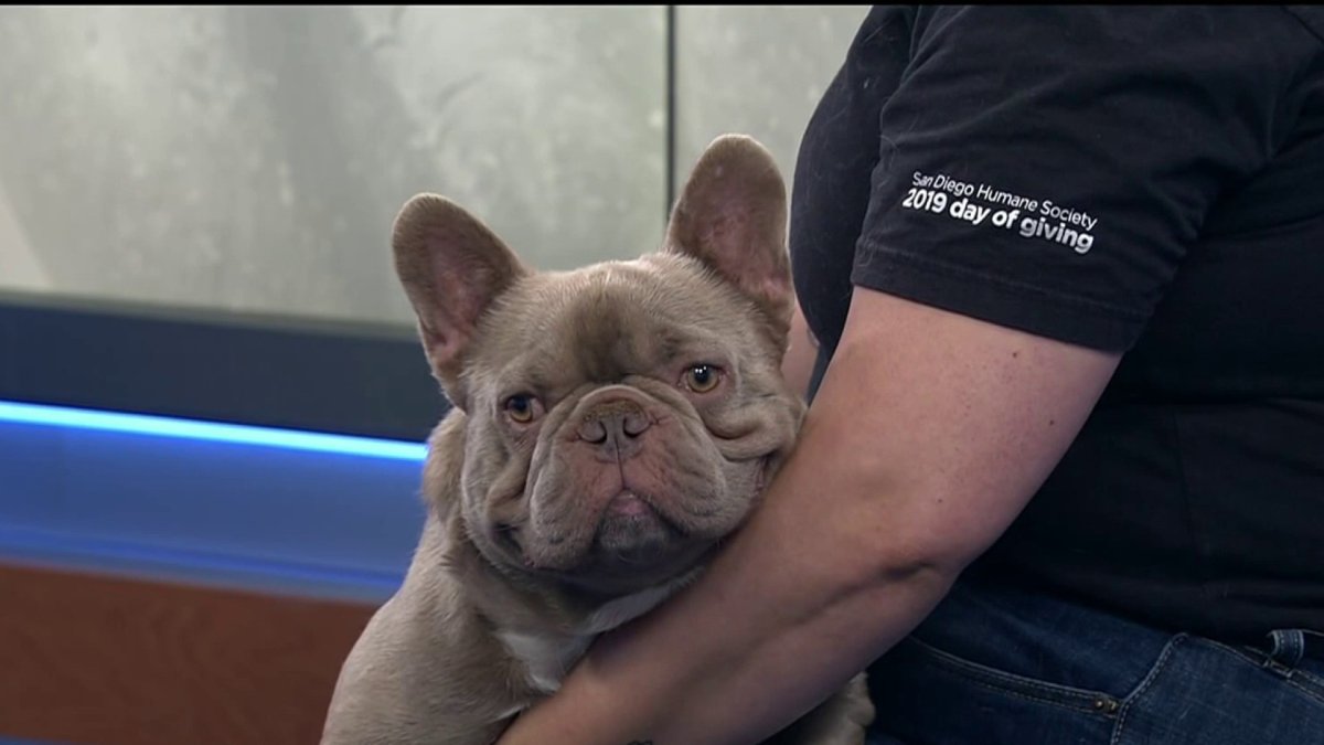 ‘Big Mac’ the French bulldog adopted just hours after NBC 7 morning ...