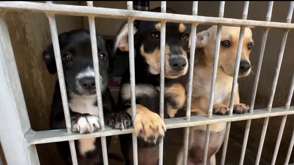 Chula Vista Animal Services awarded grant to help animals – NBC 7 San Diego