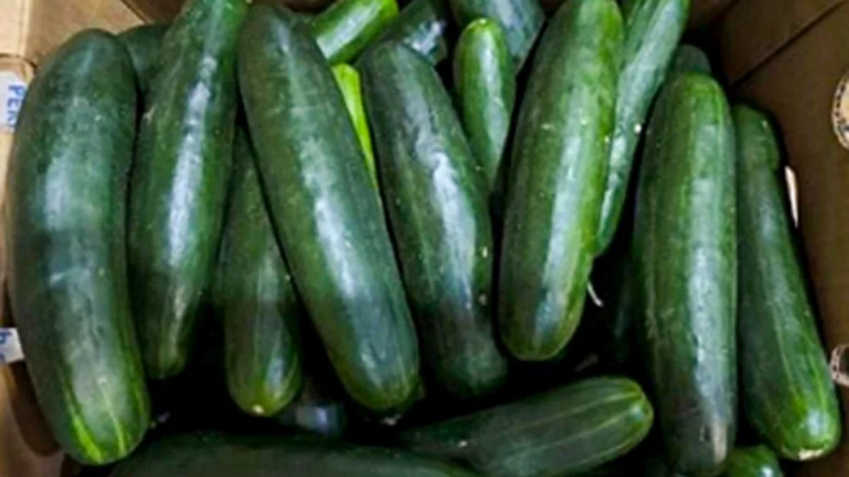 Recalled cucumbers linked to at least 449 illnesses have been pulled ...
