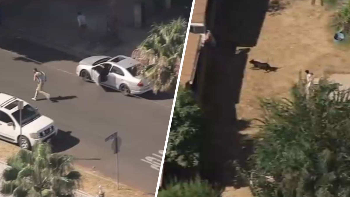 Dog chases men up wall after they ran from pursuit car in Sylmar – NBC ...
