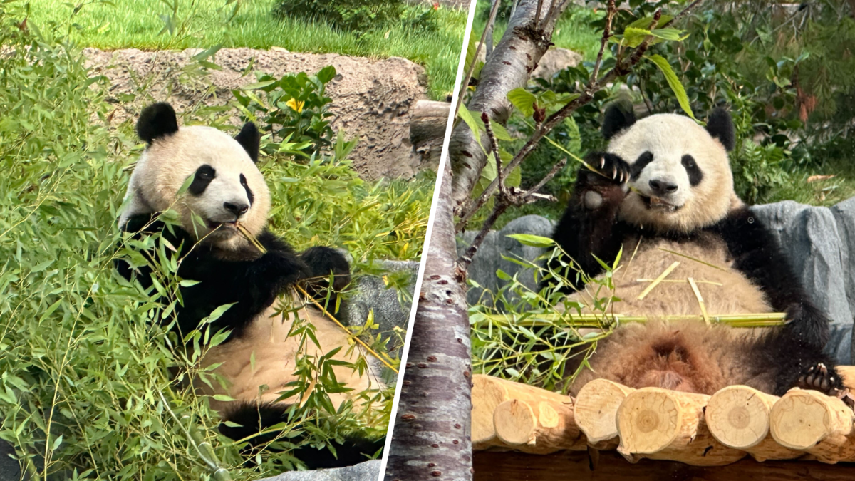 Giant pandas at San Diego Zoo make public debut – NBC 7 San Diego
