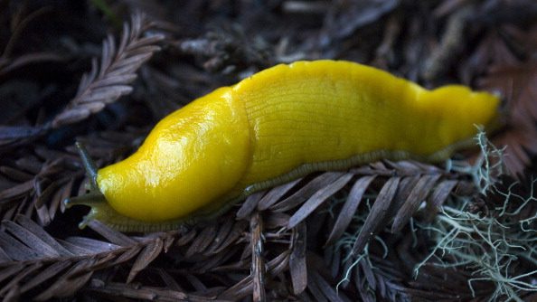 Golden State gets official crustacean, slug and seashell – NBC 7 San Diego