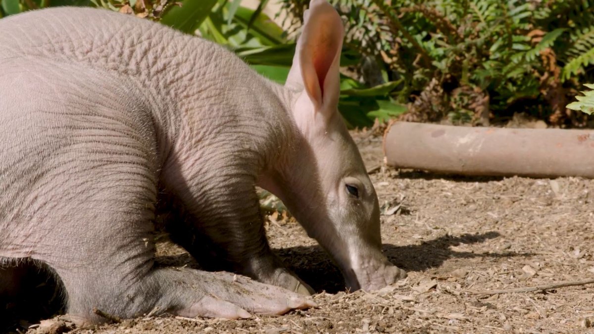 San Diego Zoo Safari Park welcomes first aardvark calf – NBC 7 San Diego