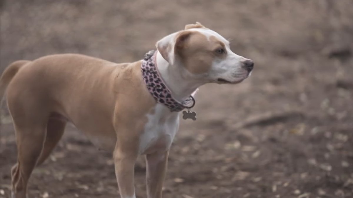 What if your dog bites someone? Are you covered? – NBC 7 San Diego