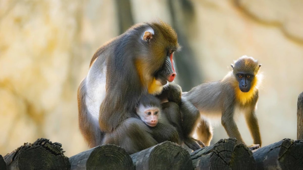 Meet Jasper, a rare baby mandrill born at the Fort Worth Zoo – NBC 7 ...