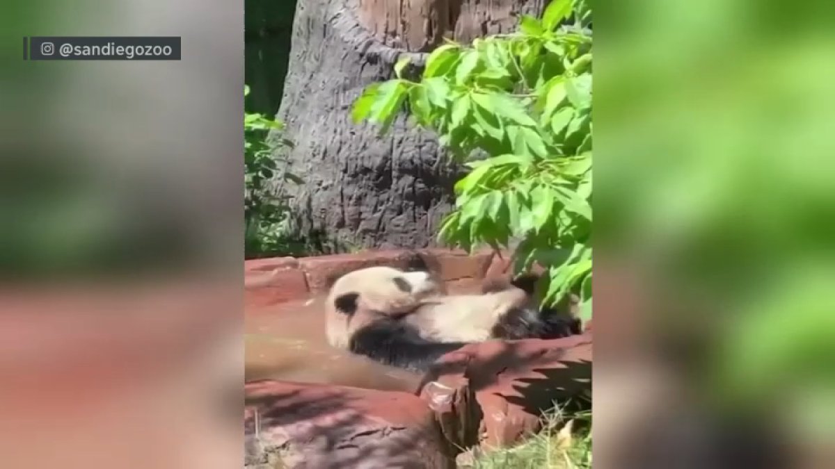 WATCH: Panda at San Diego Zoo stays cool in the heat wave – NBC 7 San Diego