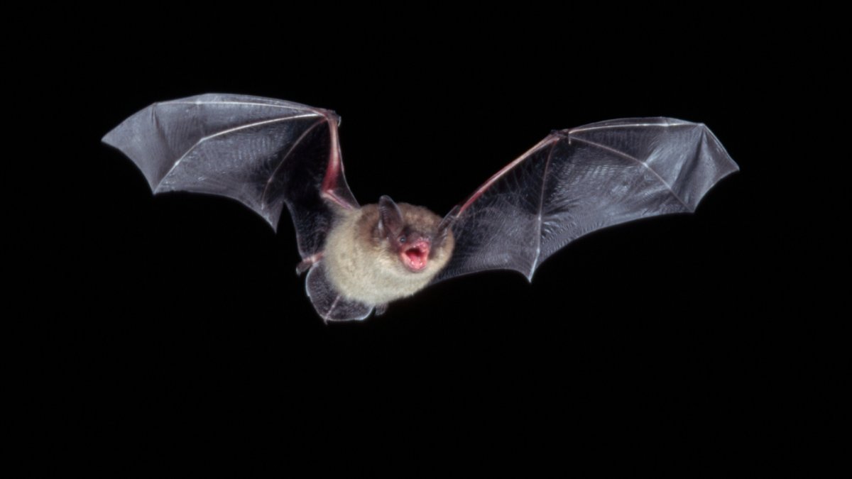 Happy Bat Week: Find ways to fête the fantastic flying mammals – NBC 7 ...