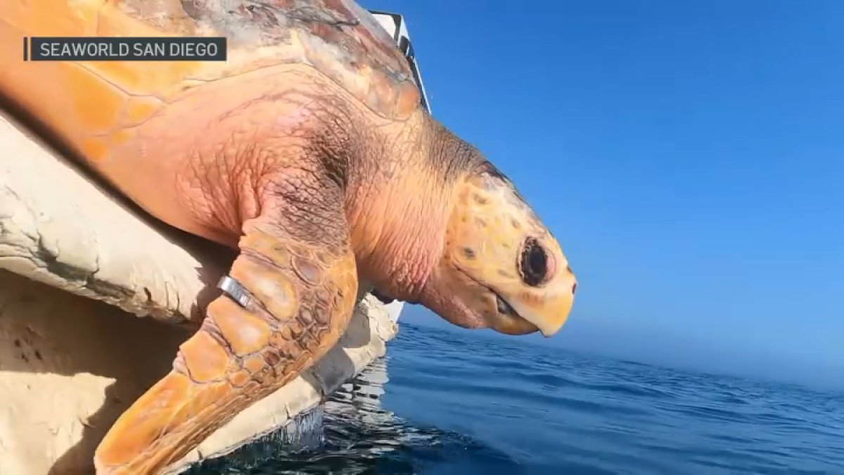 SeaWorld San Diego releases rehabilitated sea turtle – NBC 7 San Diego