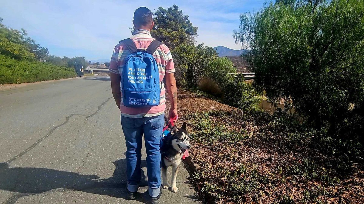 ‘Dog Day Out’ program helps stressed shelter dogs and potential ...