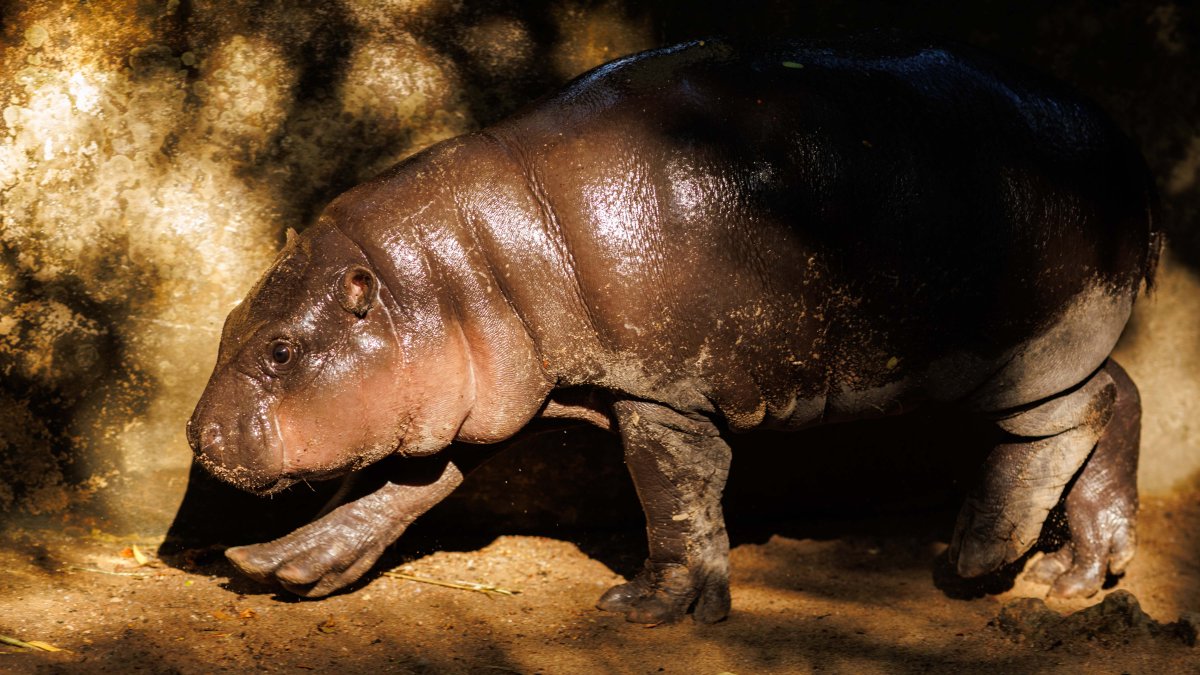 Thailand’s baby pygmy hippo Moo Deng has an official song – NBC 7 San Diego