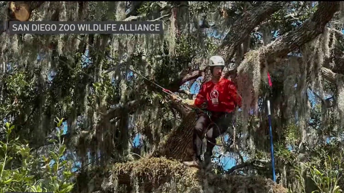 Tree climber helps San Diego Zoo reach world-class status for its ...