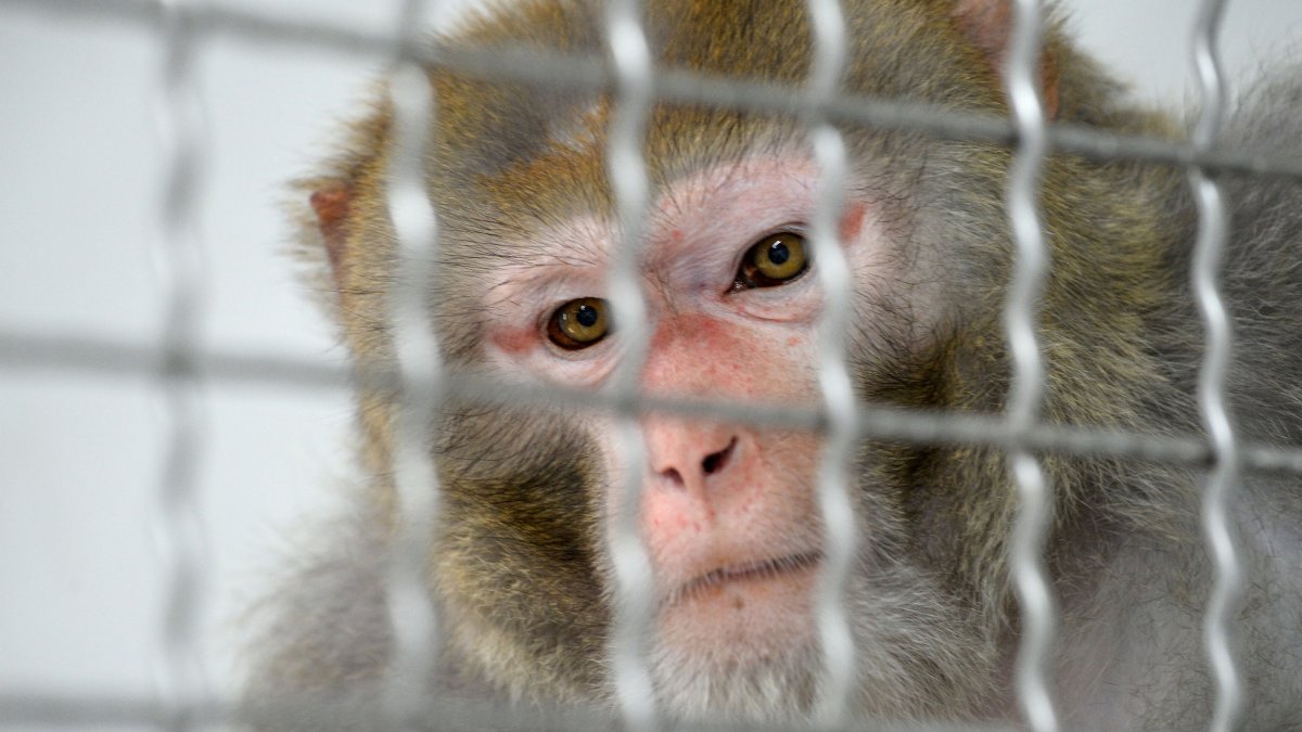 24 more monkeys found after 43 escape from South Carolina research facility – NBC 7 San Diego