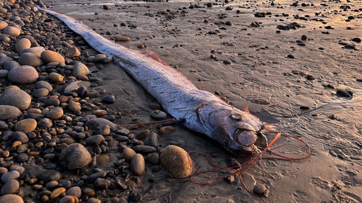 2nd ‘sea serpent’ found in San Diego this year washed up in Encinitas ...
