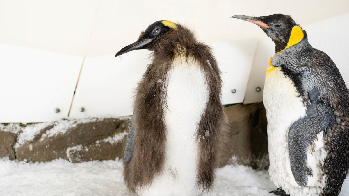 Pesto the viral baby penguin is shedding his brown feathers – NBC 7 San ...