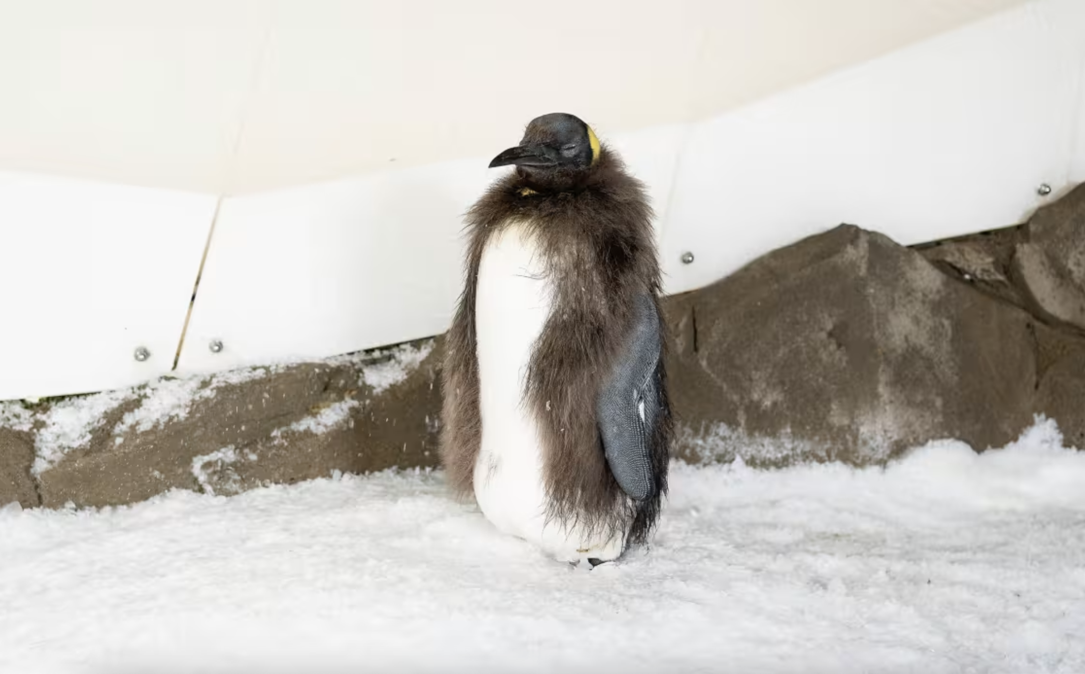 Pesto the viral baby penguin is shedding his brown feathers – NBC 7 San ...