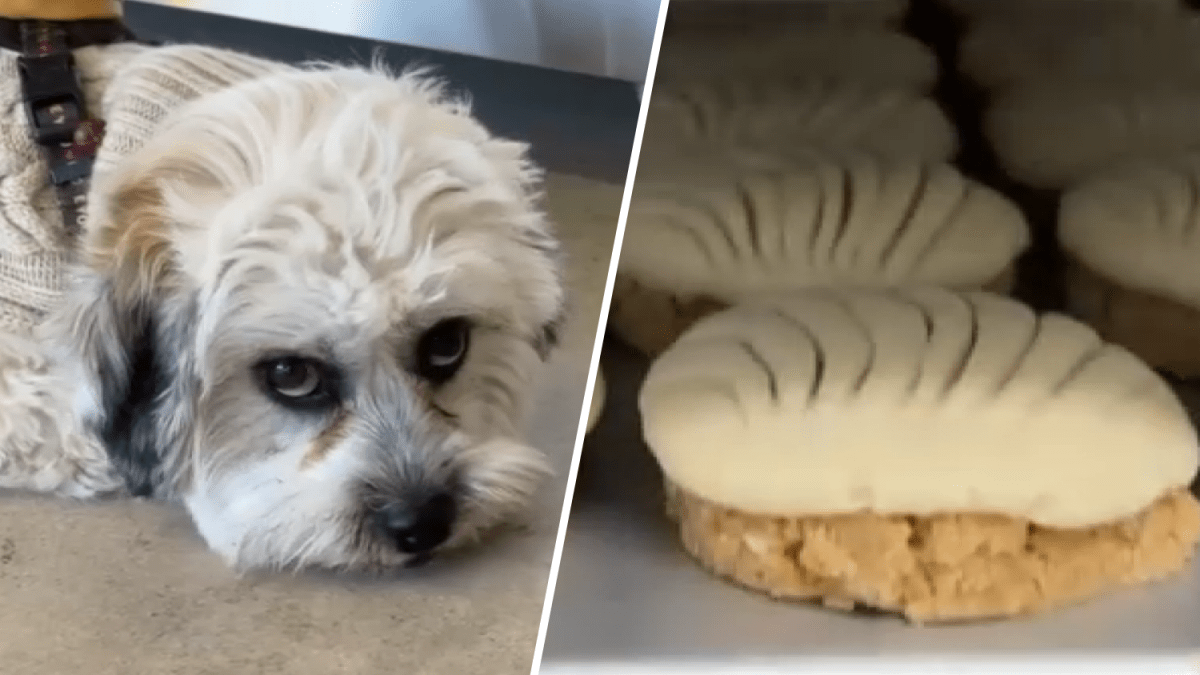 Dog treat bakeries are booming in Los Angeles County – NBC 7 San Diego