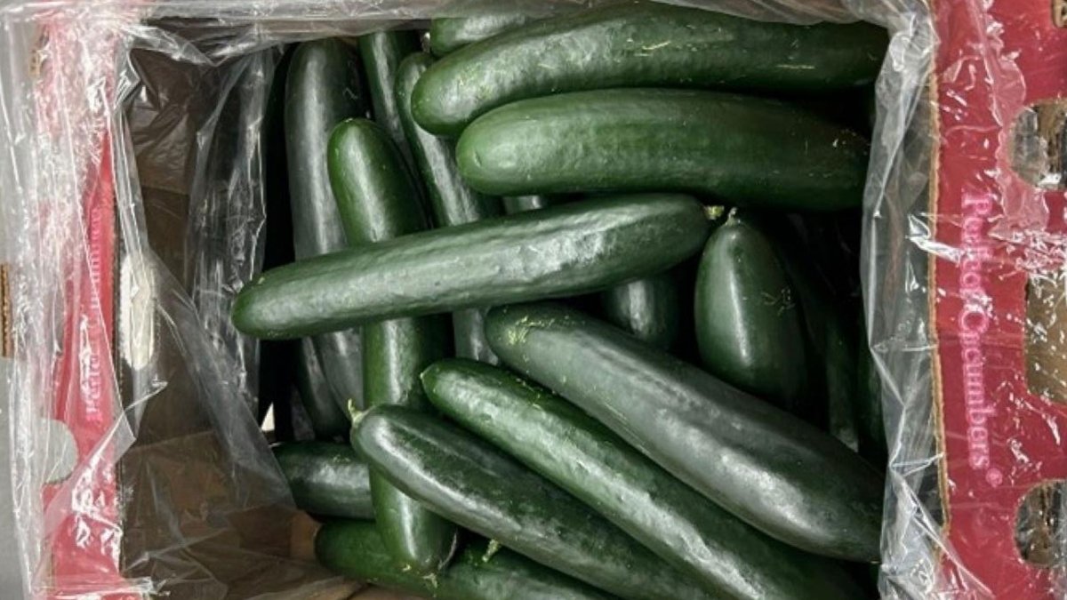 SunFed recalls cucumbers in US and Canada – NBC 7 San Diego