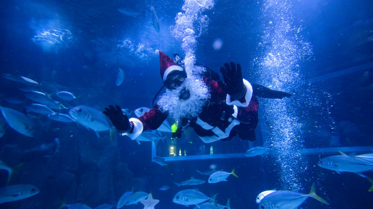 Santa Claus joins sharks at a Rio de Janeiro aquarium – NBC 7 San Diego