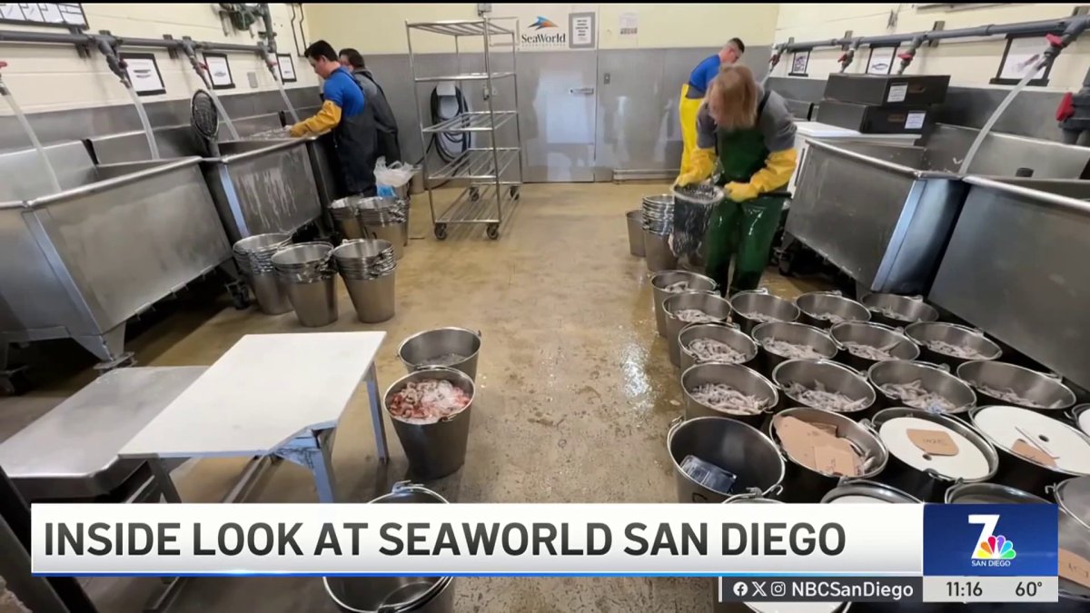 “Inside Look” at Seaworld San Diego – NBC 7 San Diego