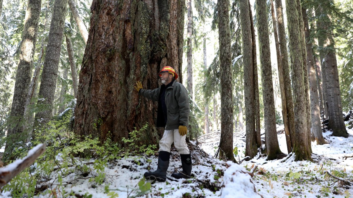 Biden administration withdraws old-growth forest plan – NBC 7 San Diego