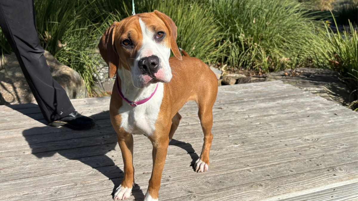 Mission Viejo rescue dog receives life-saving pacemaker surgery – NBC 7 ...