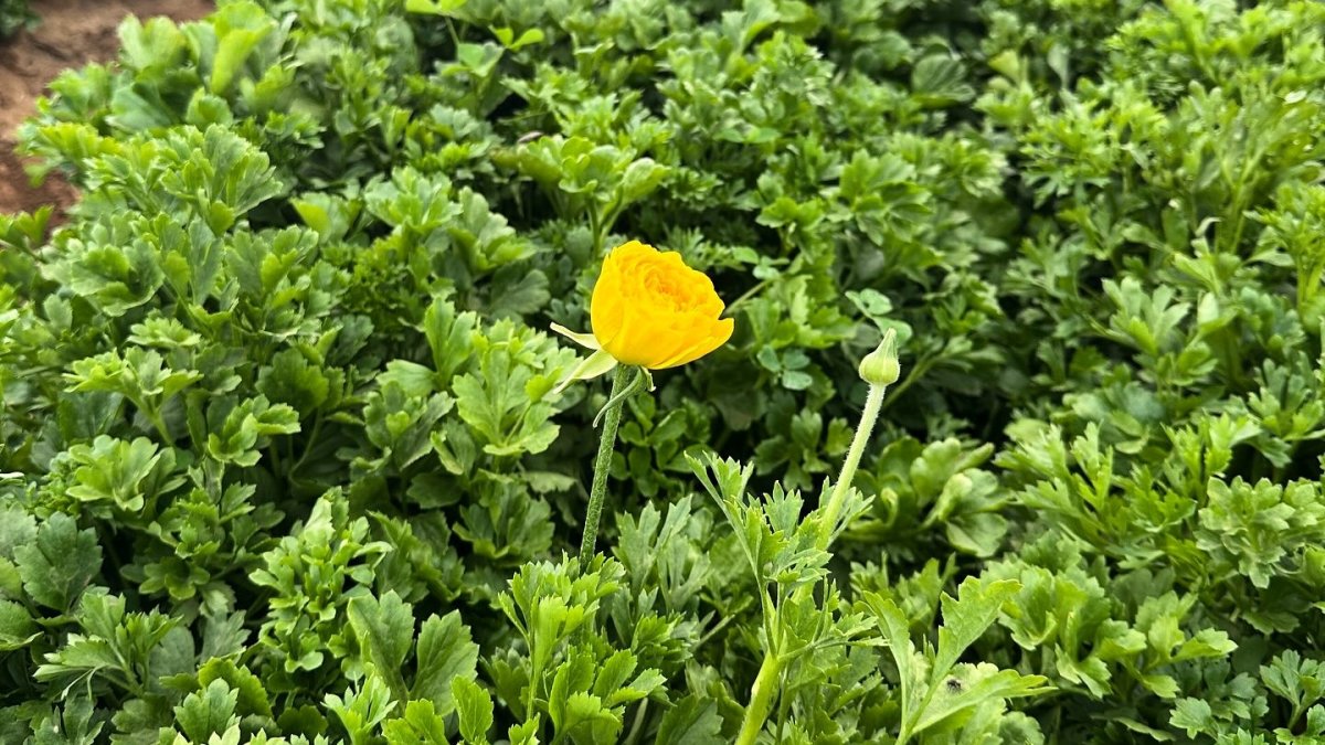 The season’s first ranunculus flower has bloomed in Carlsbad – NBC 7 ...
