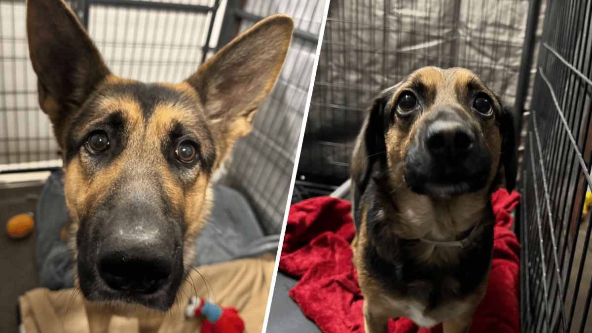San Diego Humane Society seeks fosters for dogs from LA wildfires – NBC ...